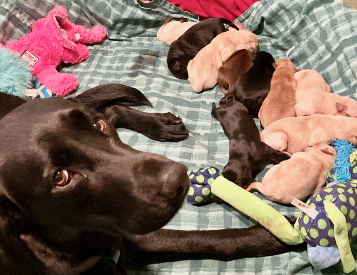 ABOUT - The Labrador Life